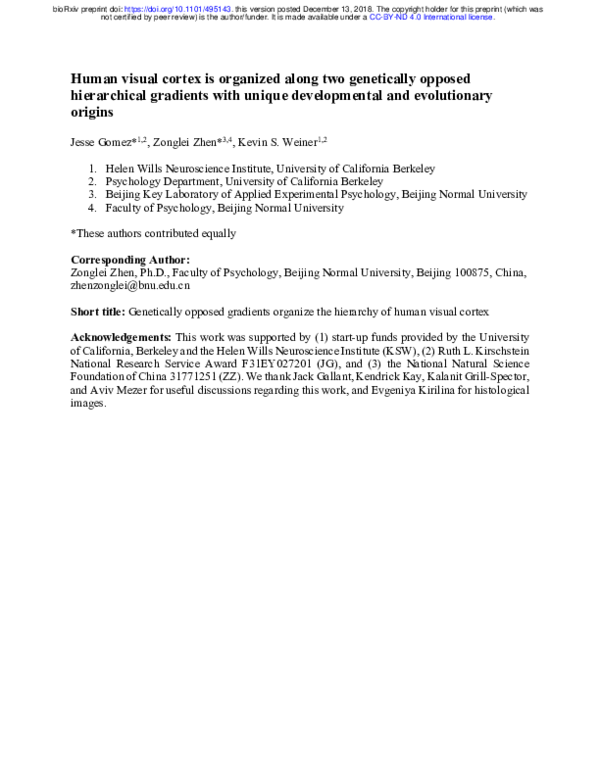 (PDF) Human visual cortex is organized along two genetically opposed hierarchical gradients with ...