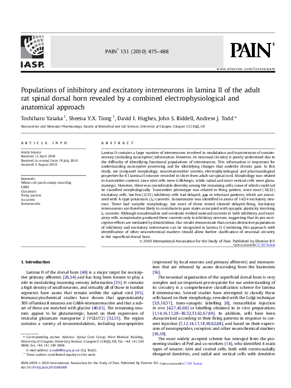 (PDF) Populations of inhibitory and excitatory interneurons in lamina ...