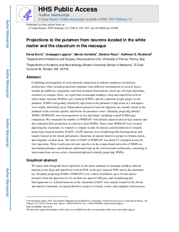 (PDF) Projections to the putamen from neurons located in the white ...