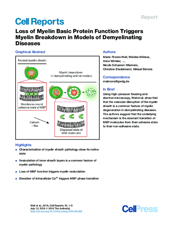 (PDF) Loss of Myelin Basic Protein Function Triggers Myelin Breakdown in Models of Demyelinating ...