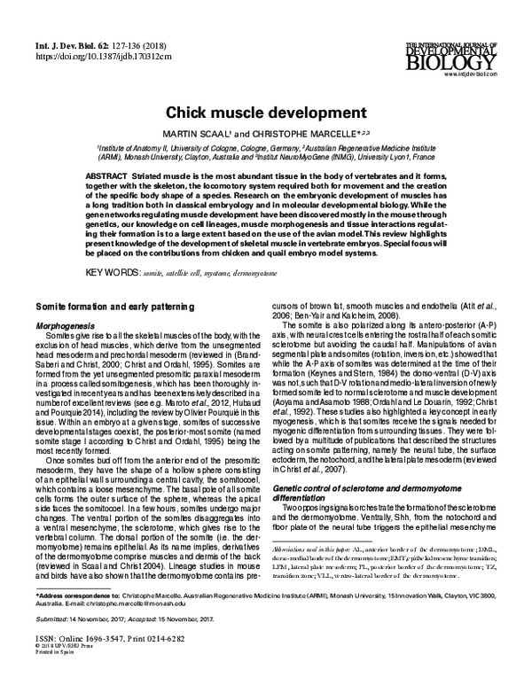 (PDF) Chick muscle development