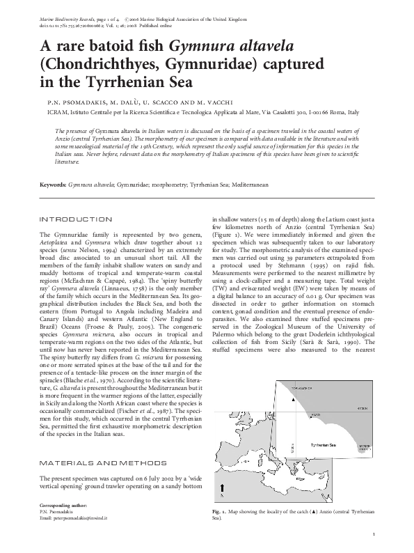 (PDF) First Record of Gymnura altavela in Italy