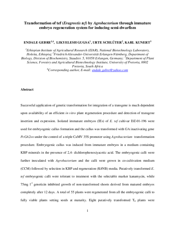 Transformation of tef (Eragrostis tef) by Agrobacterium through ...