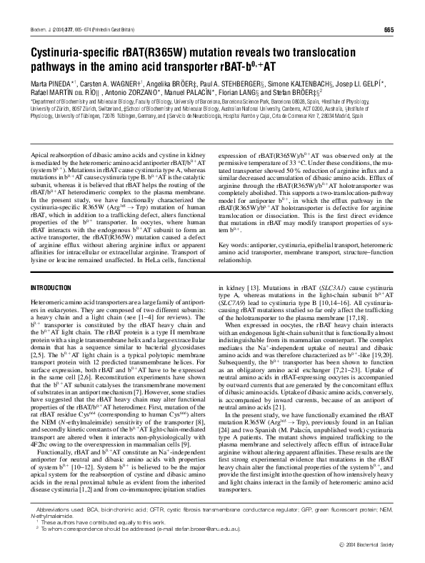 (PDF) Cystinuria-specific rBAT(R365W) mutation reveals two ...