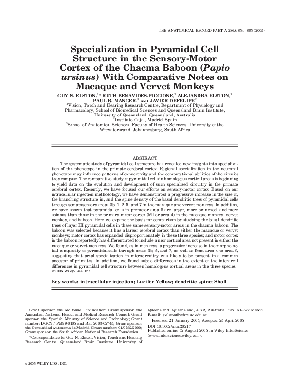 (PDF) Specialization in pyramidal cell structure in the sensory-motor ...