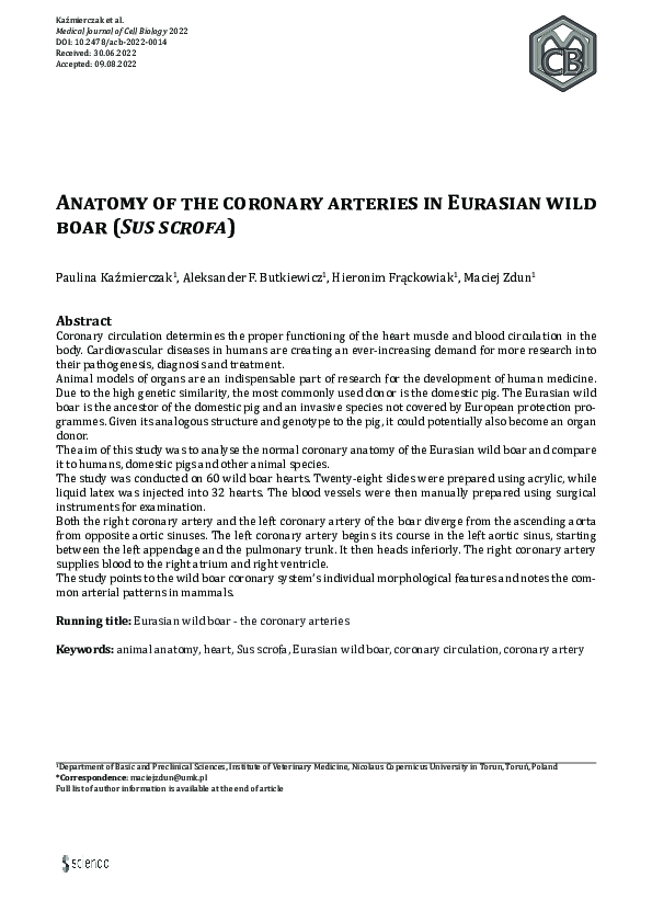 Anatomy of the coronary arteries in Eurasian wild boar (Sus scrofa)