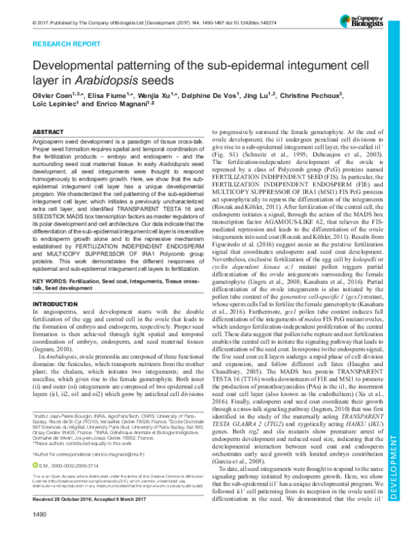 (PDF) Developmental patterning of the sub-epidermal integument cell ...