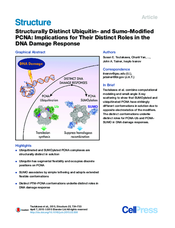 (PDF) Structurally Distinct Ubiquitin- and Sumo-Modified PCNA ...