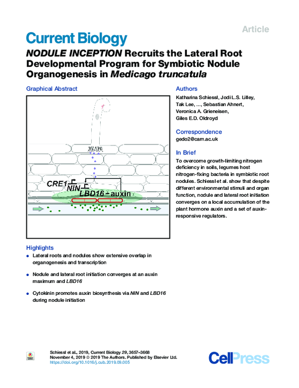 (PDF) NODULE INCEPTION Recruits the Lateral Root Developmental Program ...