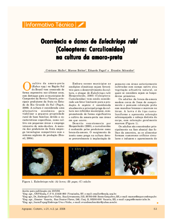 (PDF) Ocorrência e danos de Eulechriops rubi (Coleoptera: Curculionidae ...