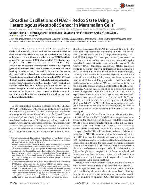 (PDF) Circadian Oscillations of NADH Redox State Using a Heterologous ...