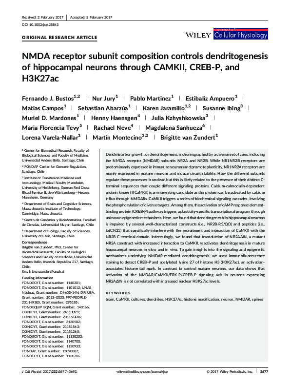 (PDF) NMDA Receptor Subunit Composition Controls Dendritogenesis of ...