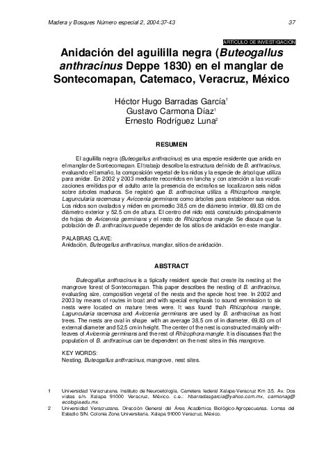 (PDF) Anidación del aguililla negra (Buteogallus anthracinus Deppe 1830) en el manglar de ...