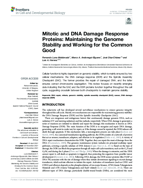 (PDF) Mitotic and DNA Damage Response Proteins: Maintaining the Genome ...