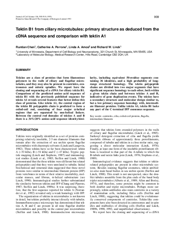 (PDF) Tektin B1 from ciliary microtubules: primary structure as deduced ...