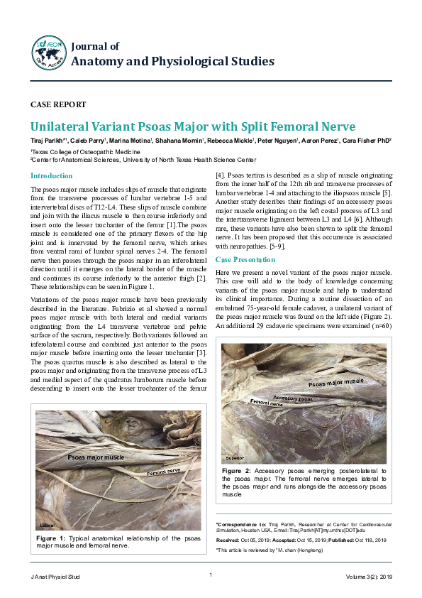 (PDF) Unilateral Variant Psoas Major with Split Femoral Nerve