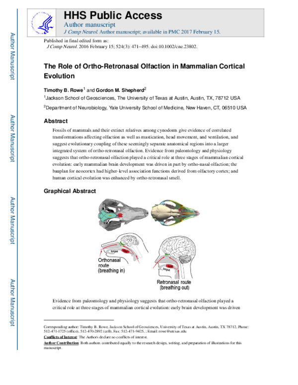 (PDF) Role of ortho-retronasal olfaction in mammalian cortical evolution