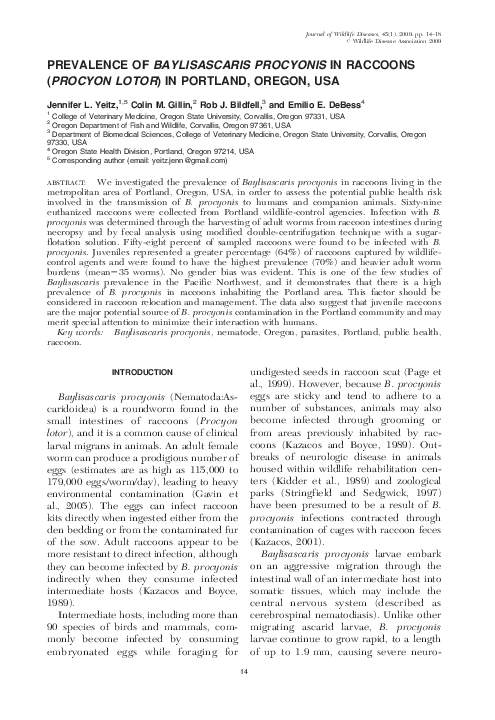 (PDF) Prevalence of Baylisascaris Procyonis in Raccoons (Procyon Lotor ...