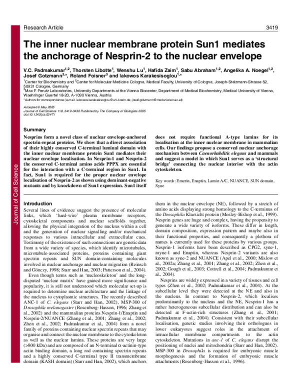 (PDF) The inner nuclear membrane protein Sun1 mediates the anchorage of ...