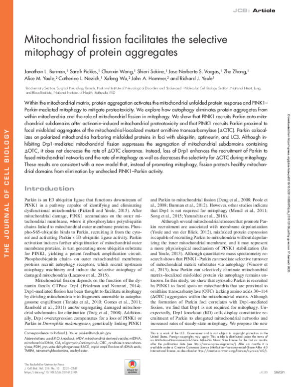 (PDF) Mitochondrial fission facilitates the selective mitophagy of ...