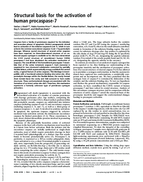 (PDF) Structural basis for the activation of human procaspase-7