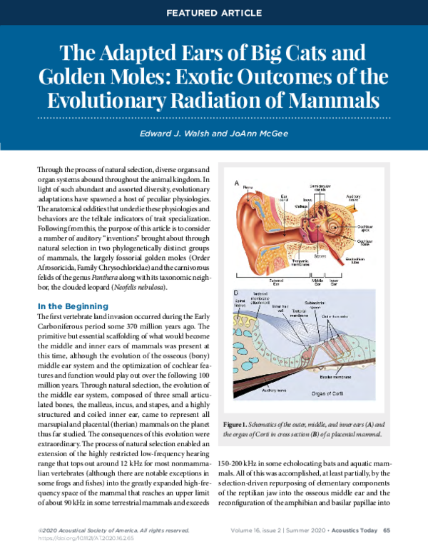 (PDF) The Adapted Ears of Big Cats and Golden Moles: Exotic Outcomes of ...