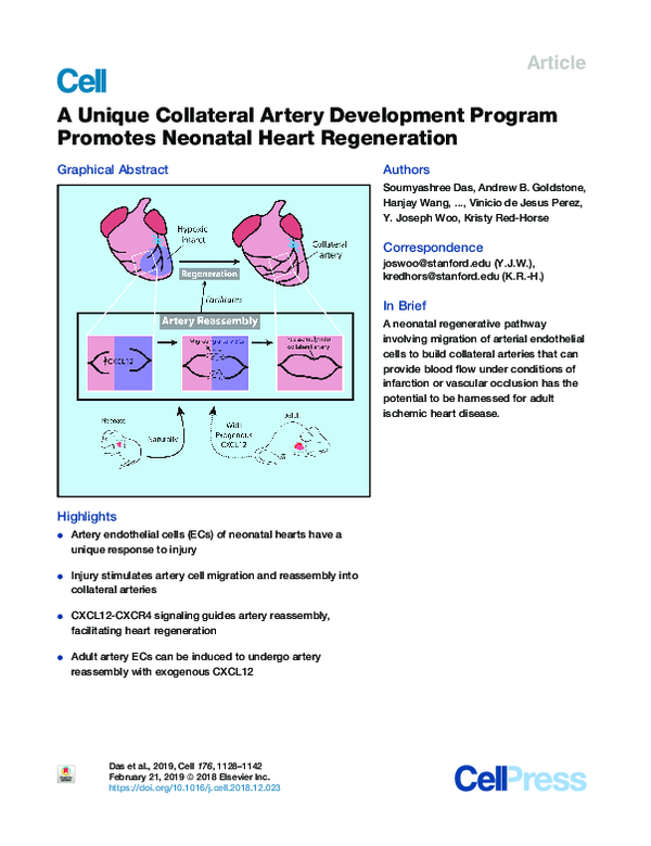(PDF) A Unique Collateral Artery Development Program Promotes Neonatal ...
