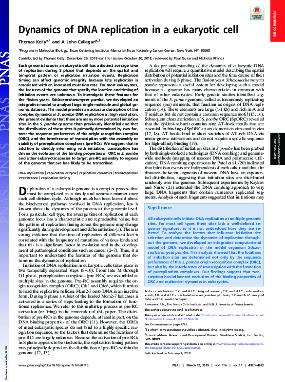 (PDF) Dynamics of DNA replication in a eukaryotic cell