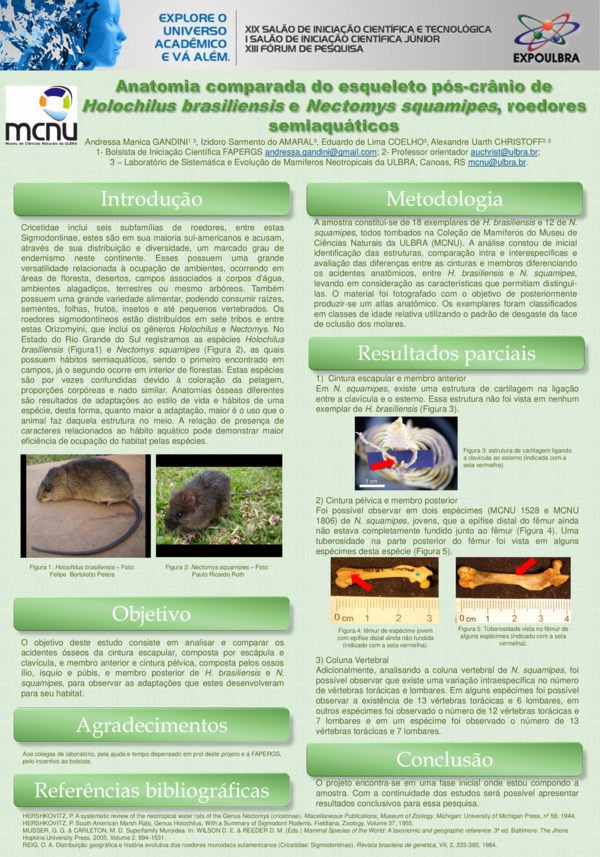 (PDF) ANATOMIA COMPARADA DE ESTRUTURAS DO ESQUELETO PÓS-CRÂNIO ENTRE ...