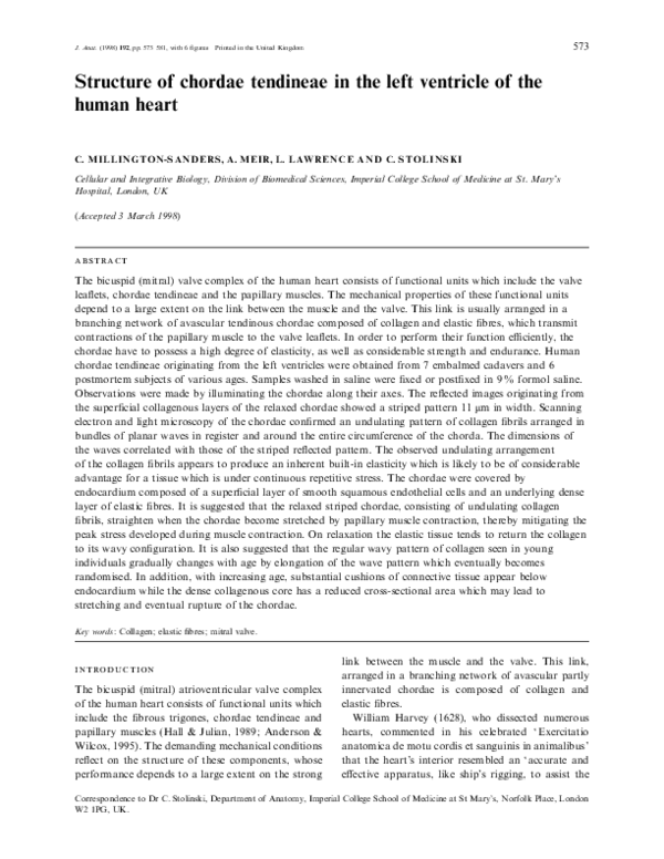 (PDF) Structure of chordae tendineae in the left ventricle of the human ...