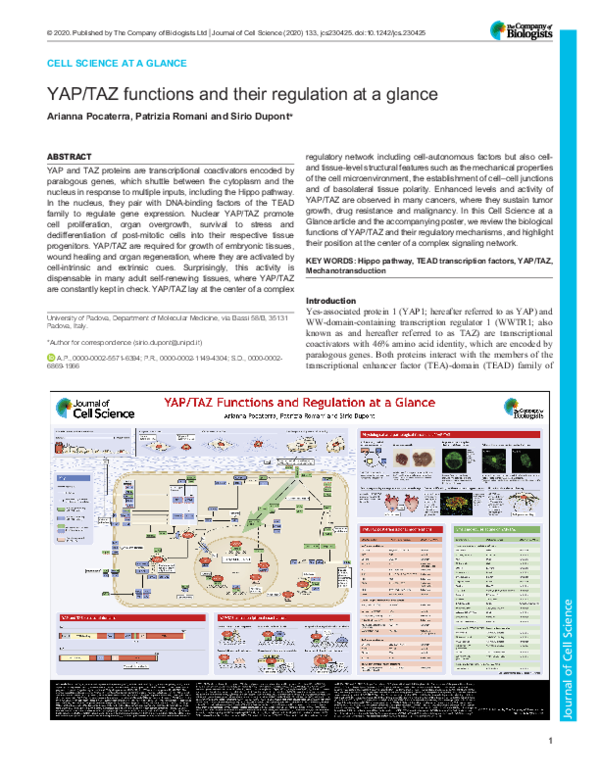 (PDF) YAP/TAZ functions and their regulation at a glance