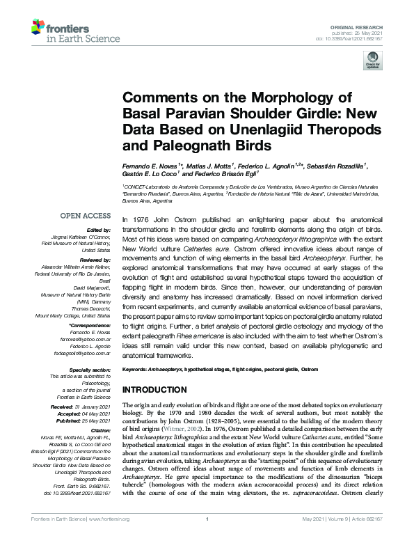 (PDF) Comments on the Morphology of Basal Paravian Shoulder Girdle: New ...