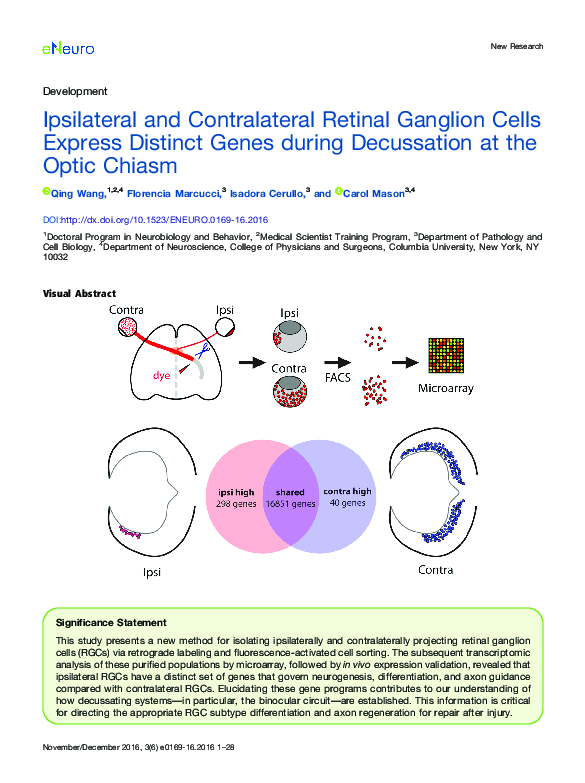 (PDF) Ipsilateral and Contralateral Retinal Ganglion Cells Express ...