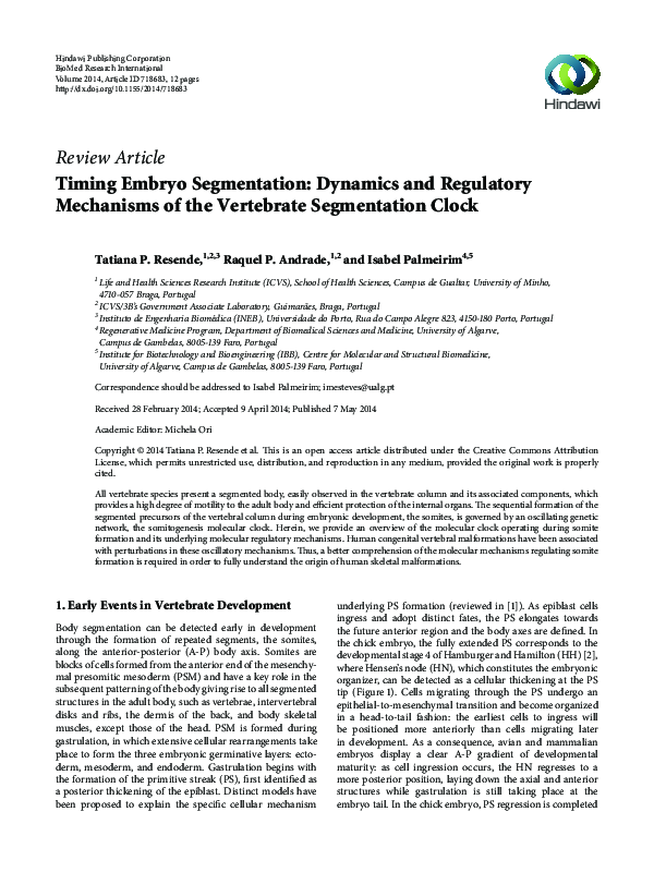 (PDF) Timing embryo segmentation: dynamics and regulatory mechanisms of ...