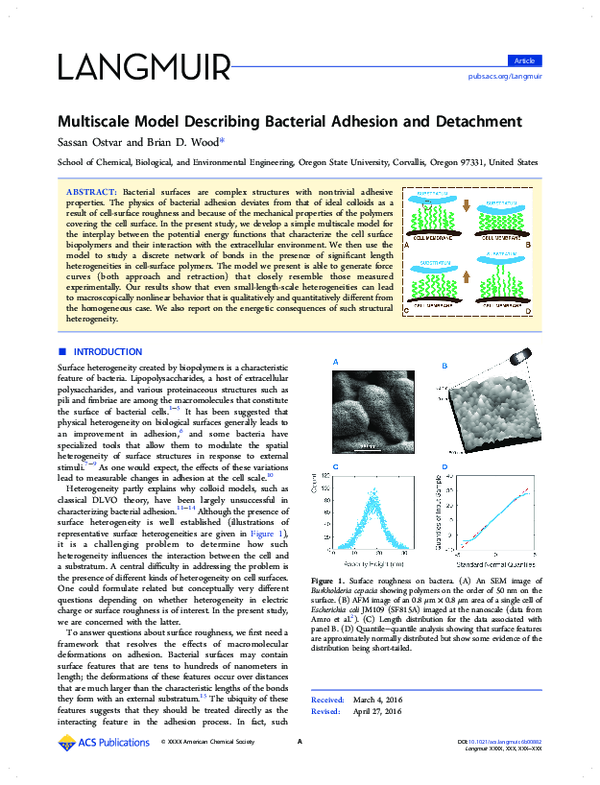 (PDF) Multiscale Model Describing Bacterial Adhesion and Detachment