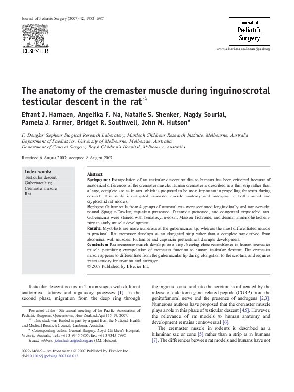(PDF) The anatomy of the cremaster muscle during inguinoscrotal ...