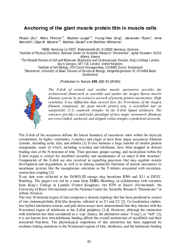 (PDF) Anchoring of the giant muscle protein titin in muscle cells