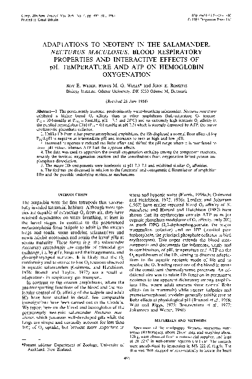 (PDF) Adaptations to neoteny in the salamander, Necturus maculosus ...