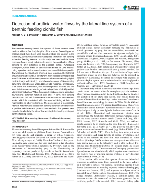 (PDF) Detection of artificial water flows by the lateral line system of a benthic feeding ...