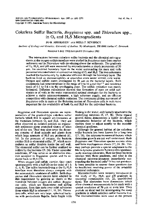 (PDF) Colorless Sulfur Bacteria, Beggiatoa spp. and Thiovulum spp., in ...