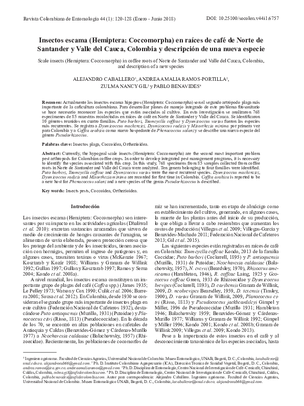 (PDF) Insectos escama (Hemiptera: Coccomorpha) en raíces de café de ...