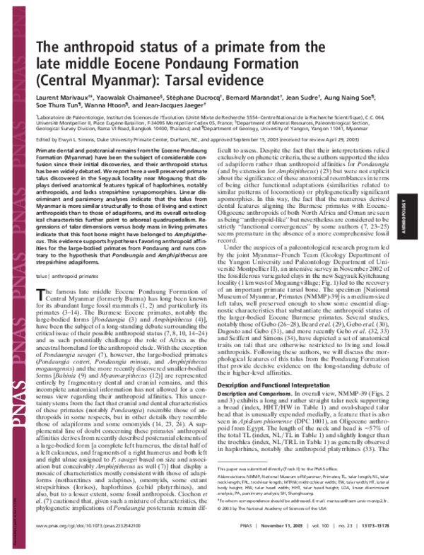 (PDF) The anthropoid status of a primate from the late middle Eocene ...