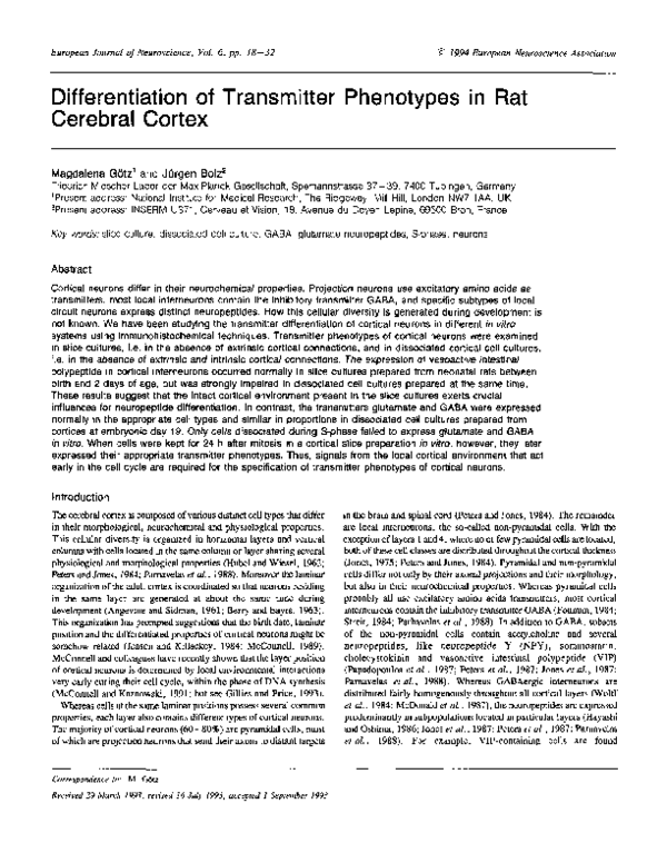 (PDF) Differentiation of Transmitter Phenotypes in Rat Cerebral Cortex