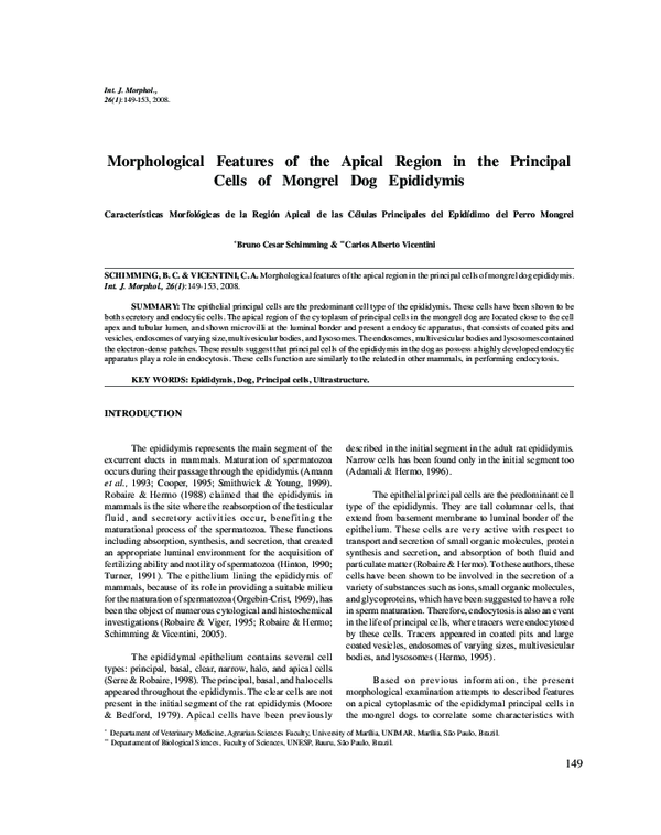 (PDF) Morphological Features of the Apical Region in the Principal Cells of Mongrel Dog Epididymis