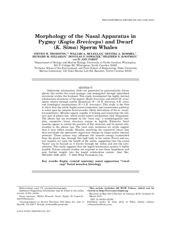 (PDF) Morphology of the Nasal Apparatus in Pygmy (Kogia Breviceps) and ...
