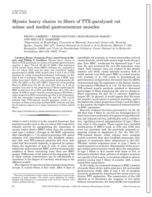 (PDF) Myosin heavy chains in fibers of TTX-paralyzed rat soleus and ...