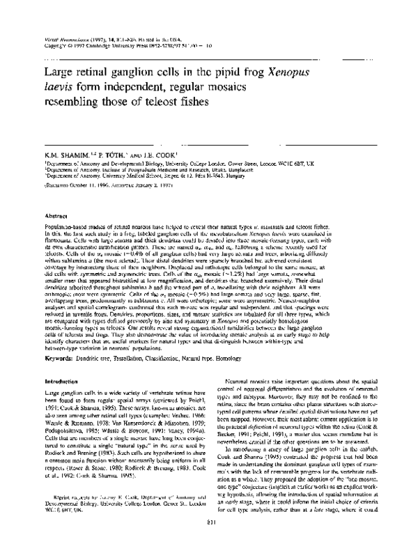(PDF) Large retinal ganglion cells in the pipid frog Xenopus laevis ...