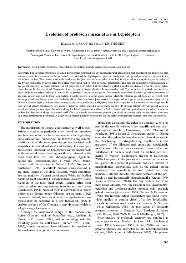 (PDF) Evolution of proboscis musculature in Lepidoptera