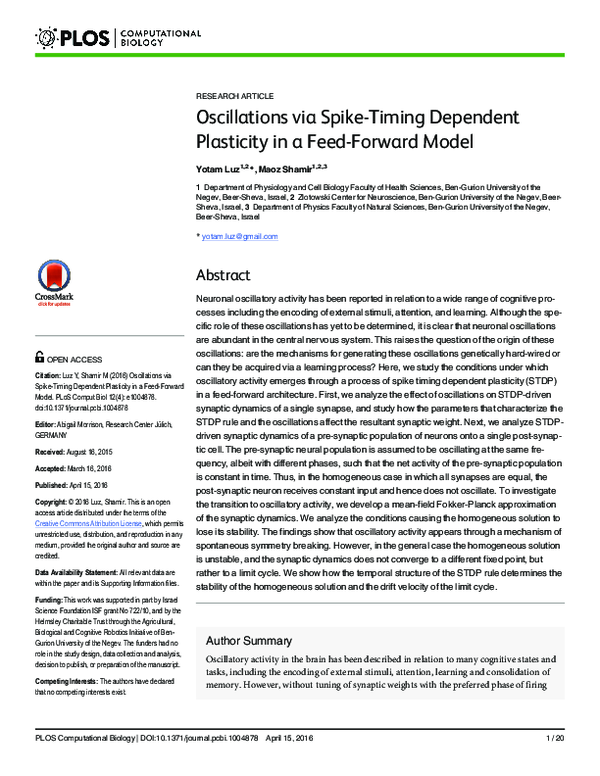 (PDF) Oscillations via Spike-Timing Dependent Plasticity in a Feed-Forward Model
