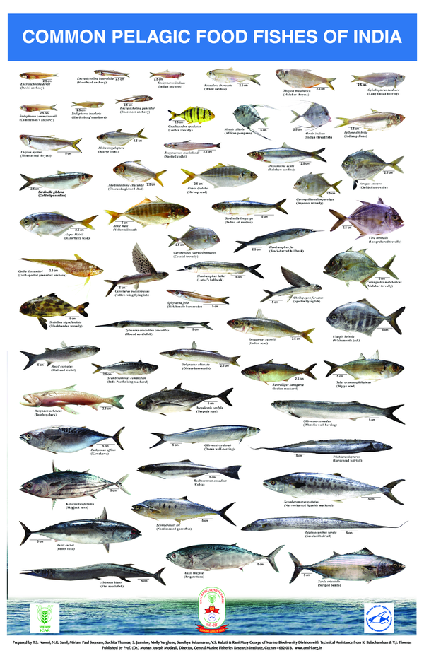 (PDF) Common Pelagic Food Fishes of India